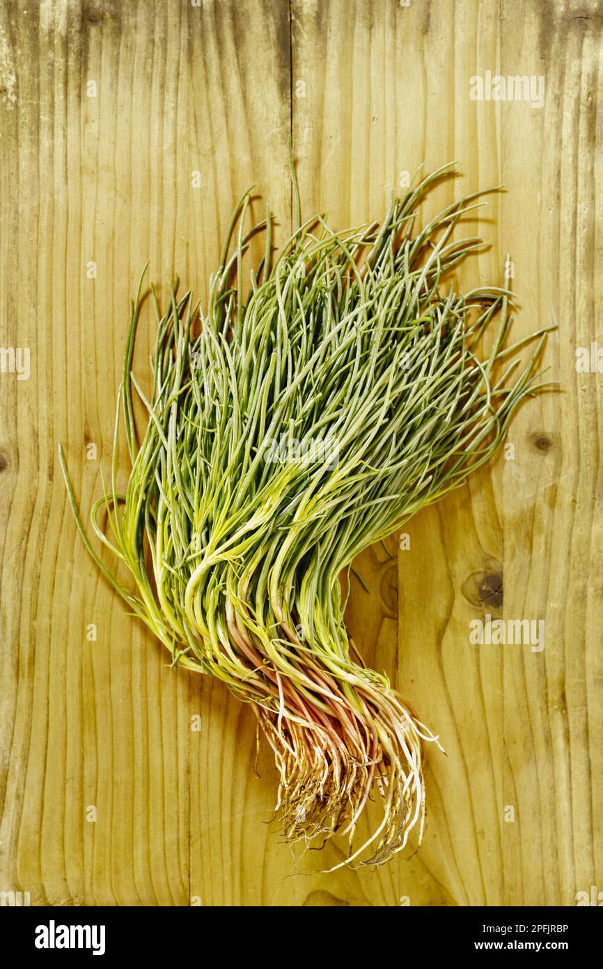 Saltwort hi-res stock photography and images - Alamy