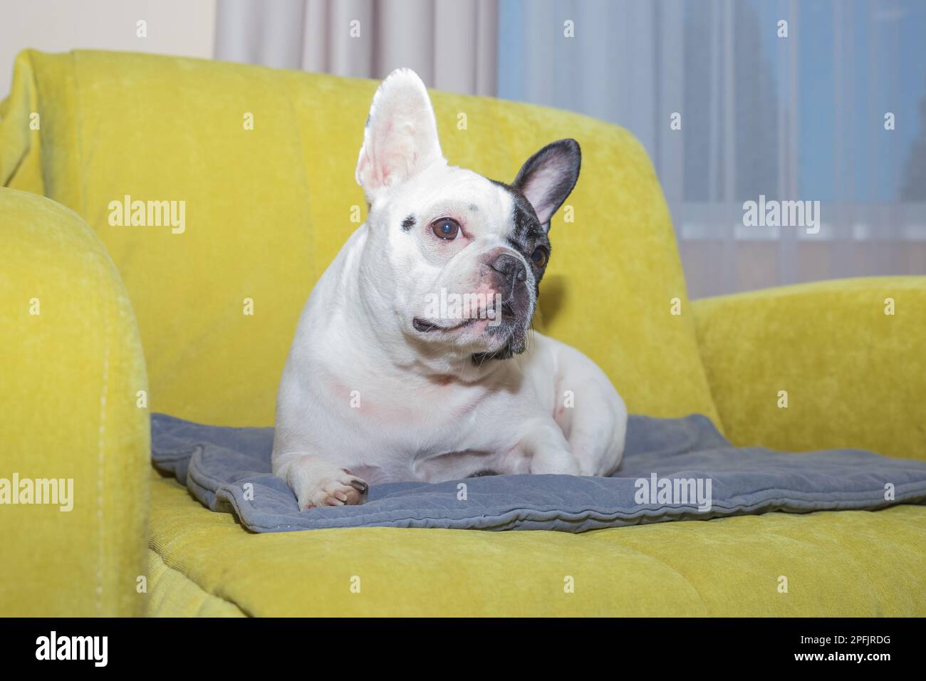 Tired French Bulldog