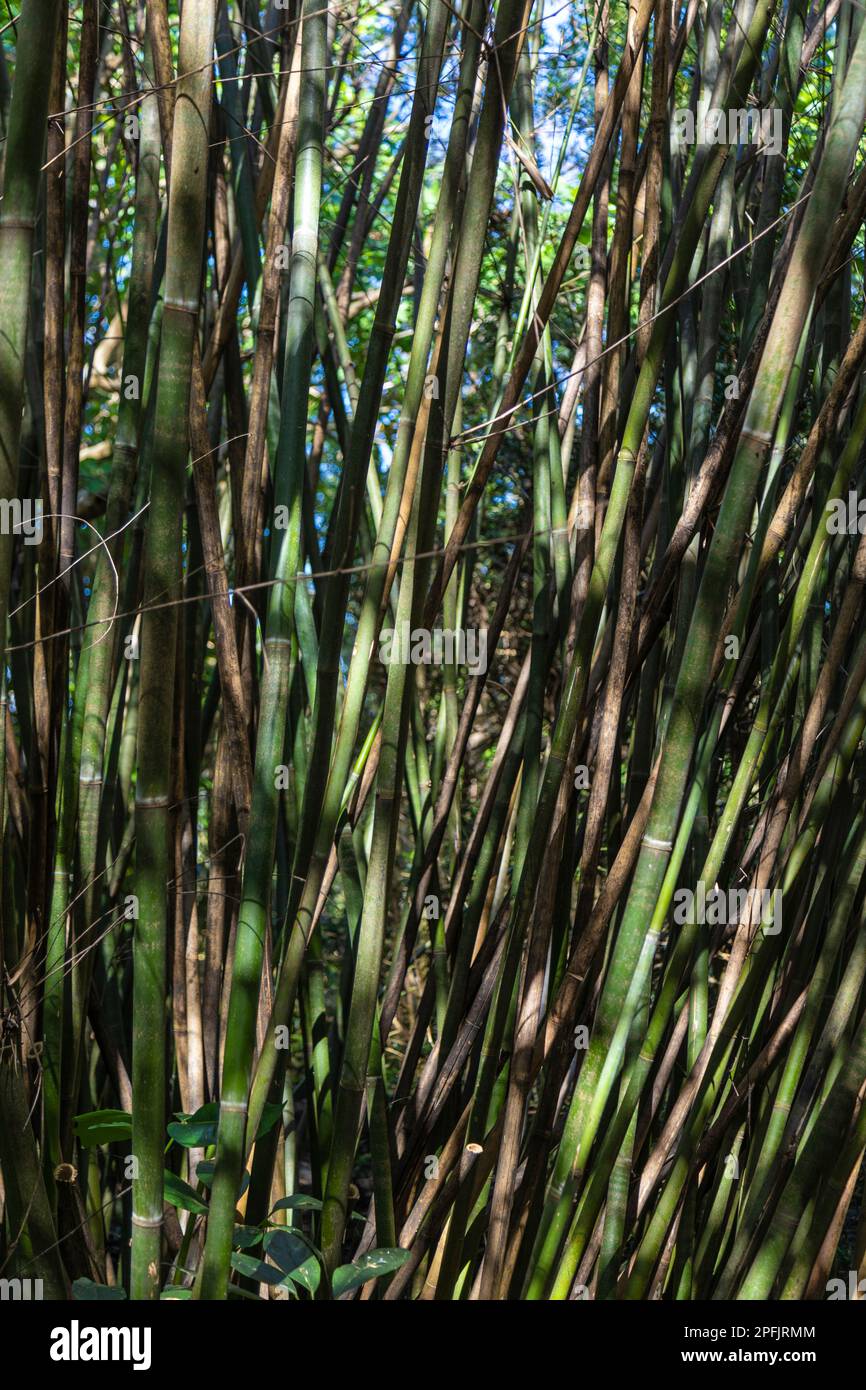 Morikami Museum and Japanese Garden Stock Photo - Alamy