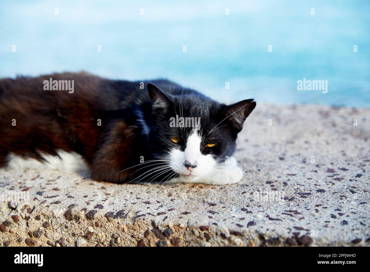 Black and White Feral Cat falling asleep on a wall Stock Photo - Alamy