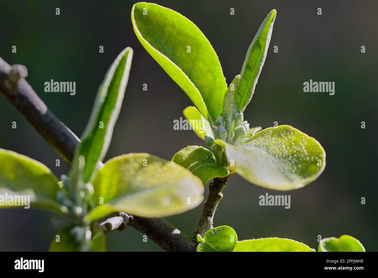 Elaeagnus multiflora , Cherry elaeagnus blooms are showing up as the ...