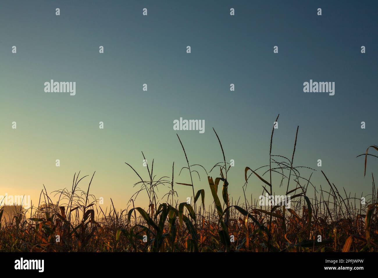 Dorn in green corn field Stock Photo - Alamy