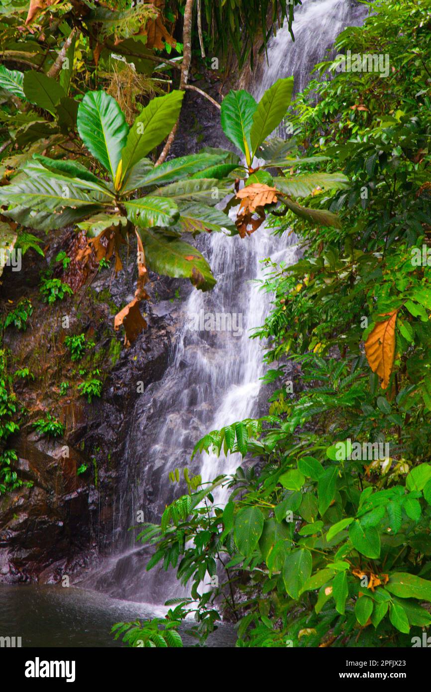 Malaysia, Langkawi, Durian Perangin waterfalls, jungle, forest Stock ...