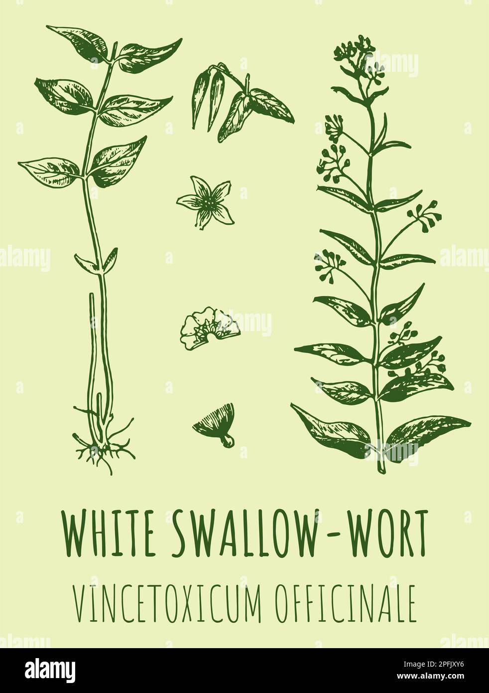 Drawings of WHITE SWALLOW-WORT. Hand drawn illustration. Latin name ...