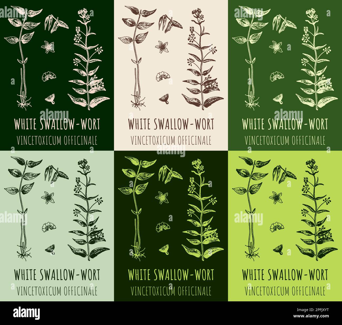 Set of drawings WHITE SWALLOW-WORT in different colors. Hand drawn ...