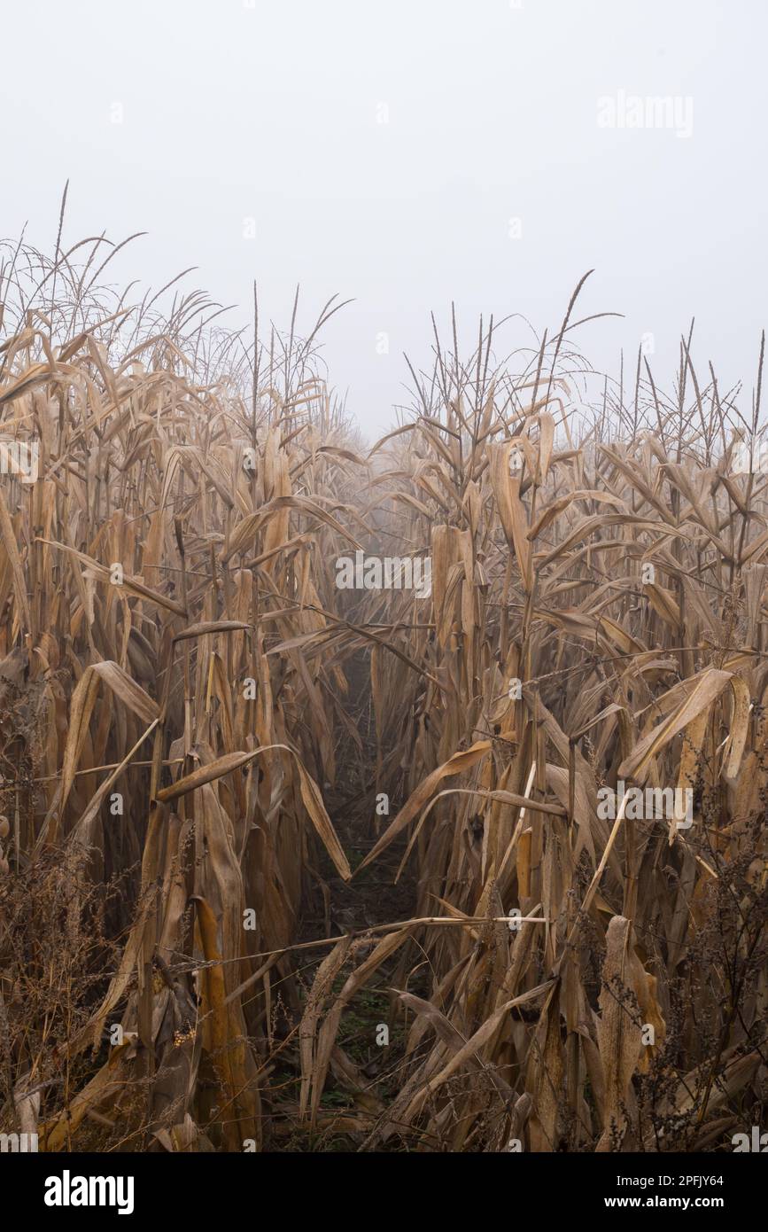 Yellow corn field Stock Photo - Alamy