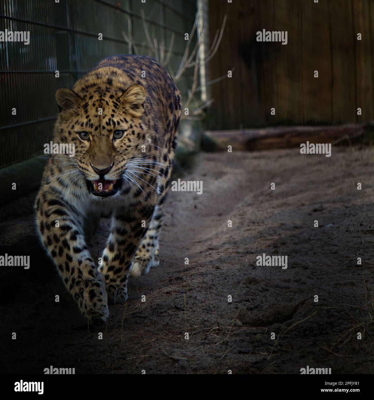 Amur leopard breeding hi-res stock photography and images - Alamy