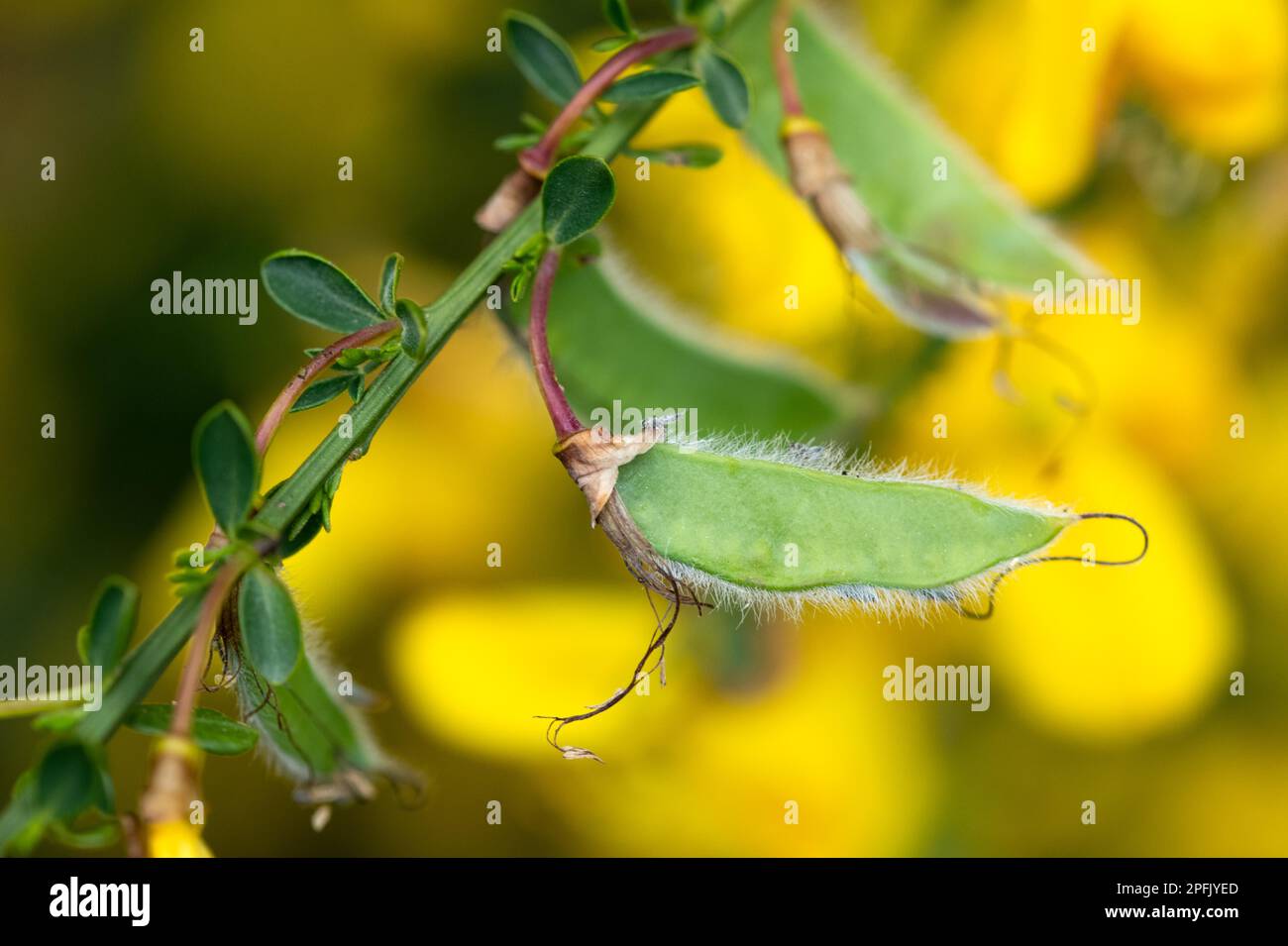 Common broom (Cytisus scoparius), immature legume on branch in detail ...