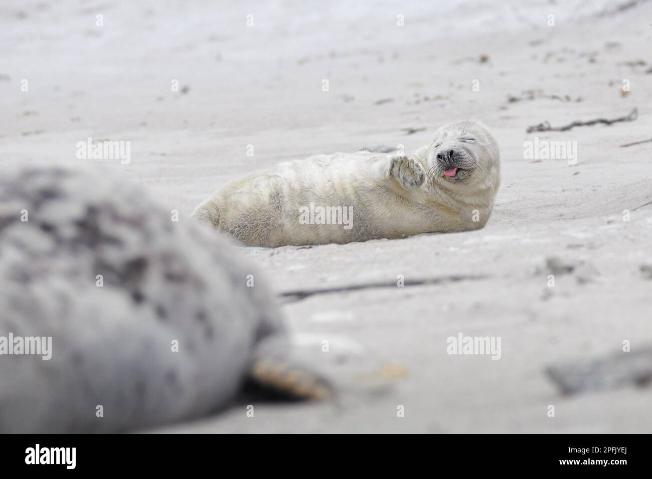 Seal tongue wildlife hi-res stock photography and images - Alamy
