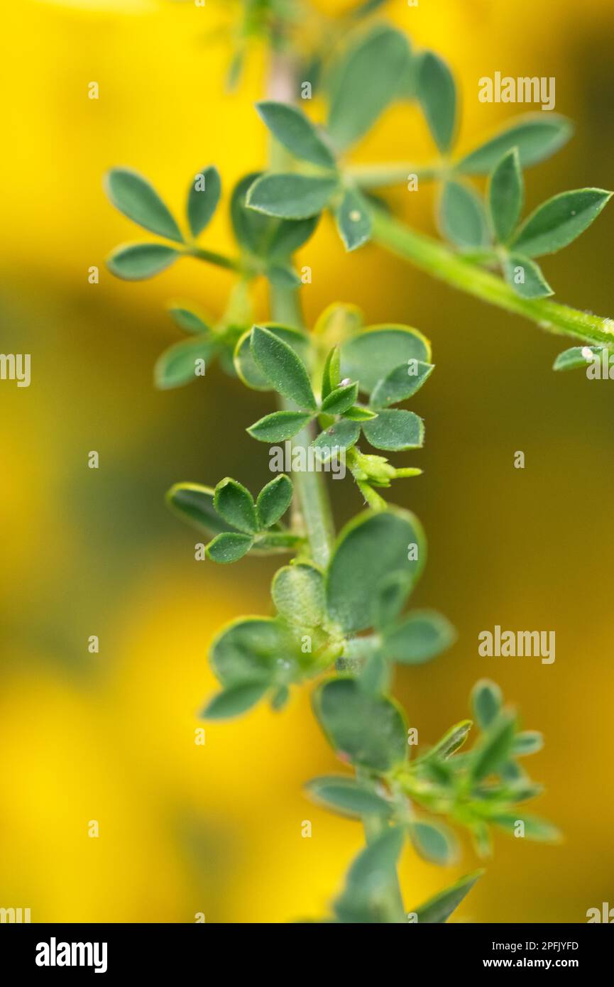 Common broom (Cytisus scoparius), branch with leaves in detail ...