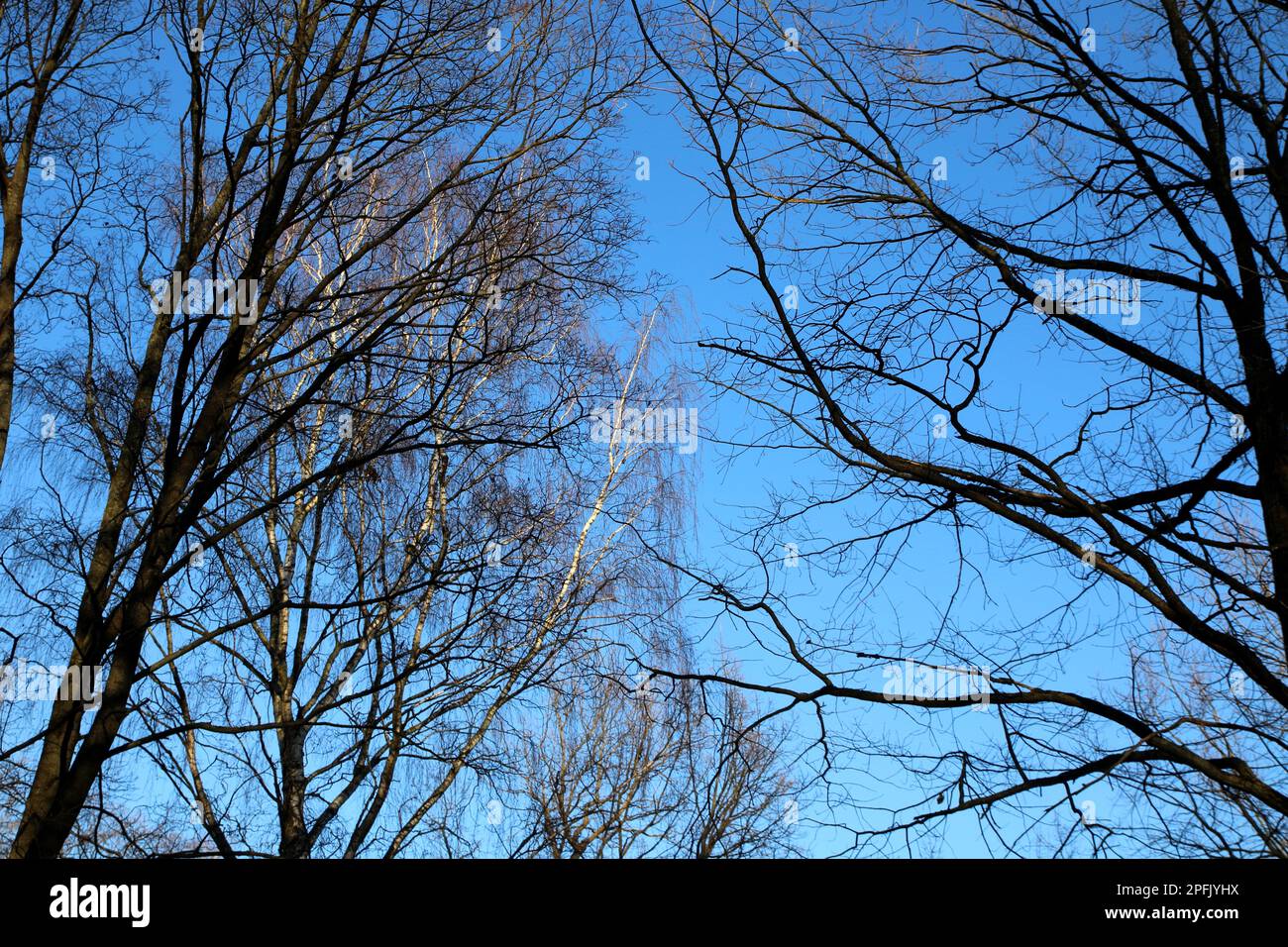 Russian Federation. Saint-Petersburg. Elagin Island, Central Park of ...