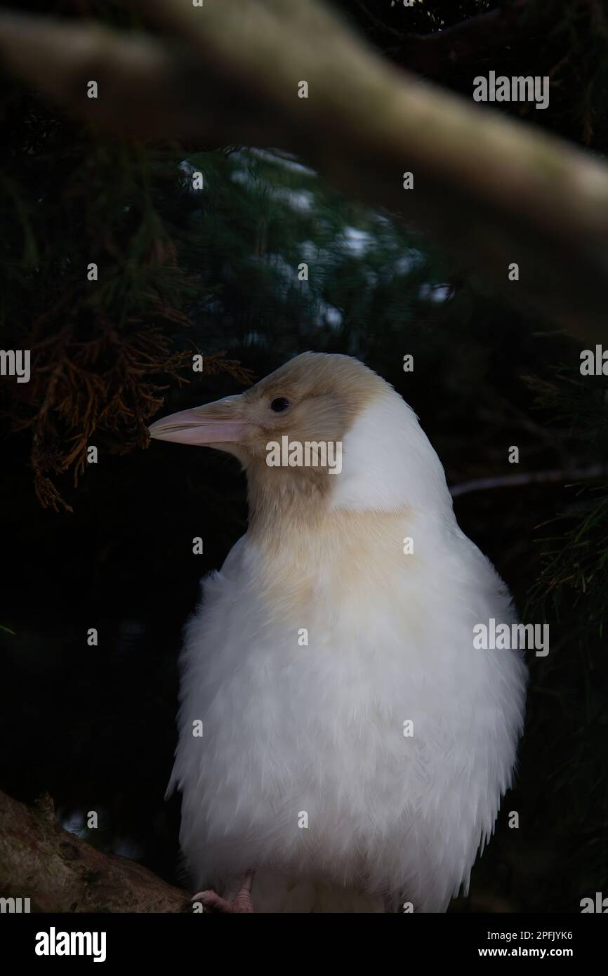 Albino crow hi-res stock photography and images - Alamy