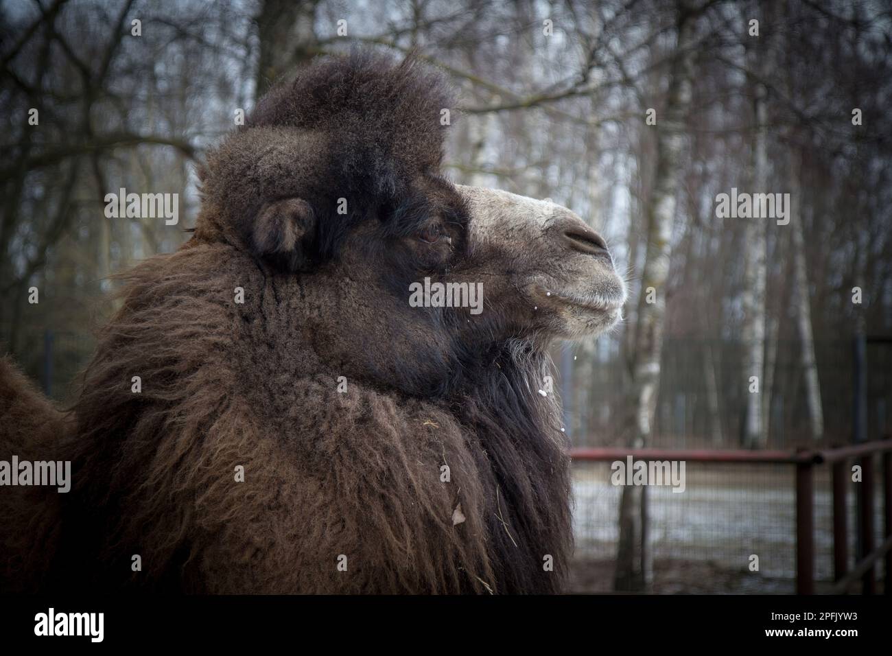 Gobi desert winter camel hi-res stock photography and images - Alamy