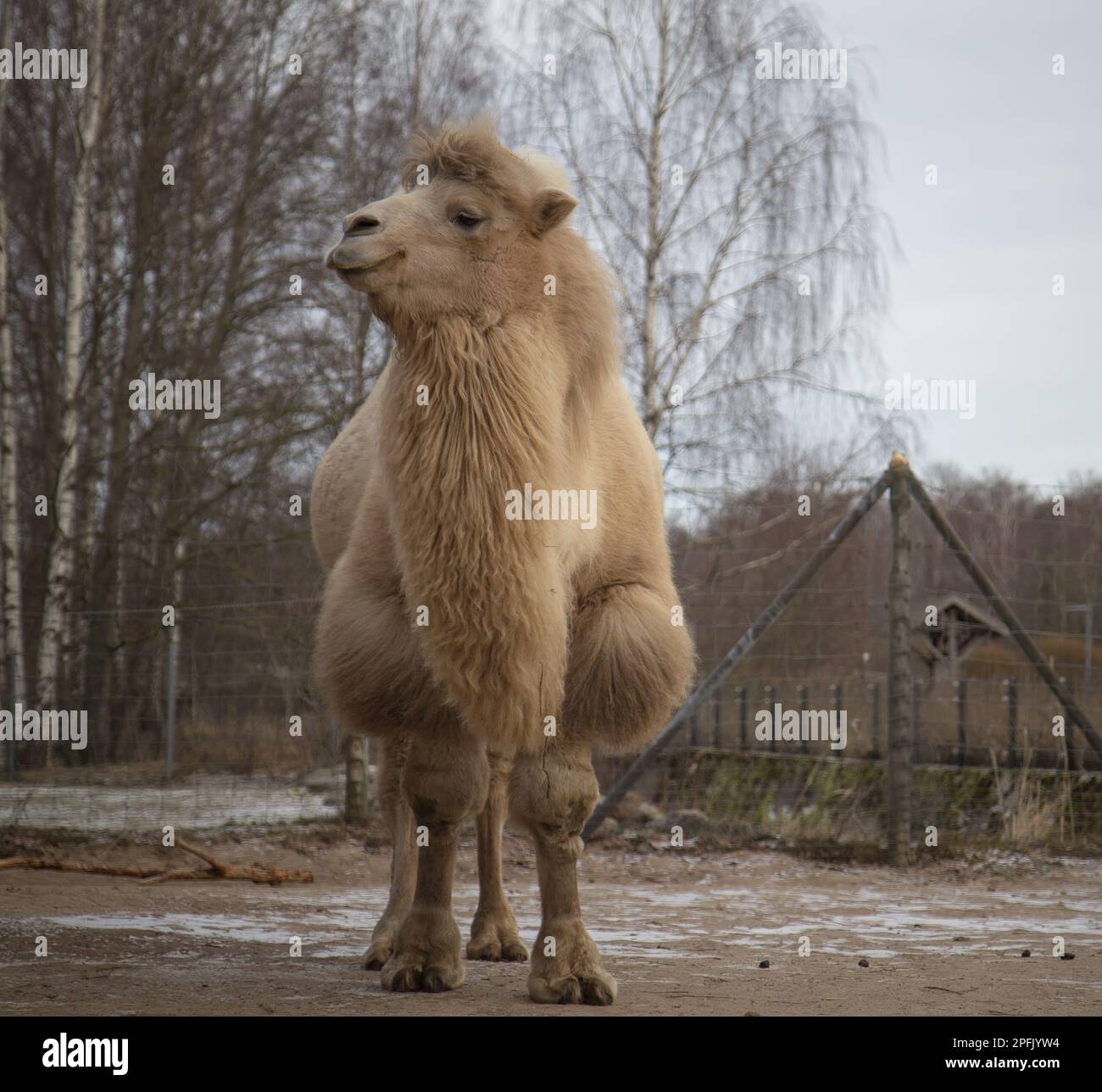Camel in winter Stock Photo - Alamy