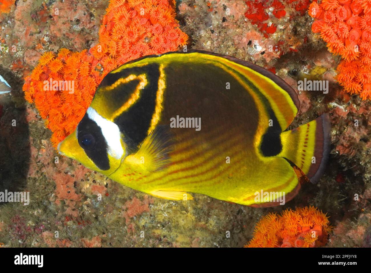 Chaetodon lunula raccoon butterflyfish hi-res stock photography and ...