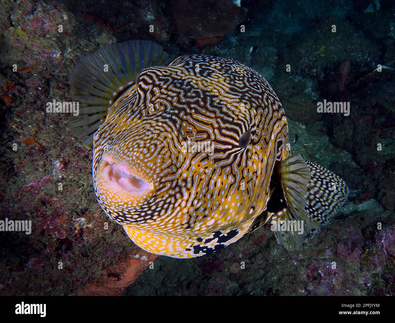 Portrait of map puffer (Arothron mappa), Sodwana Bay National Park dive ...