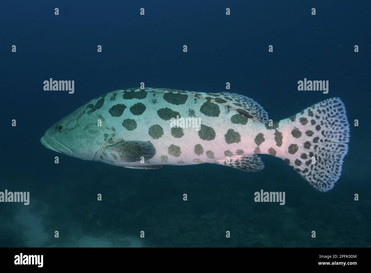 Potato grouper (Epinephelus tukula), Sodwana Bay National Park dive ...