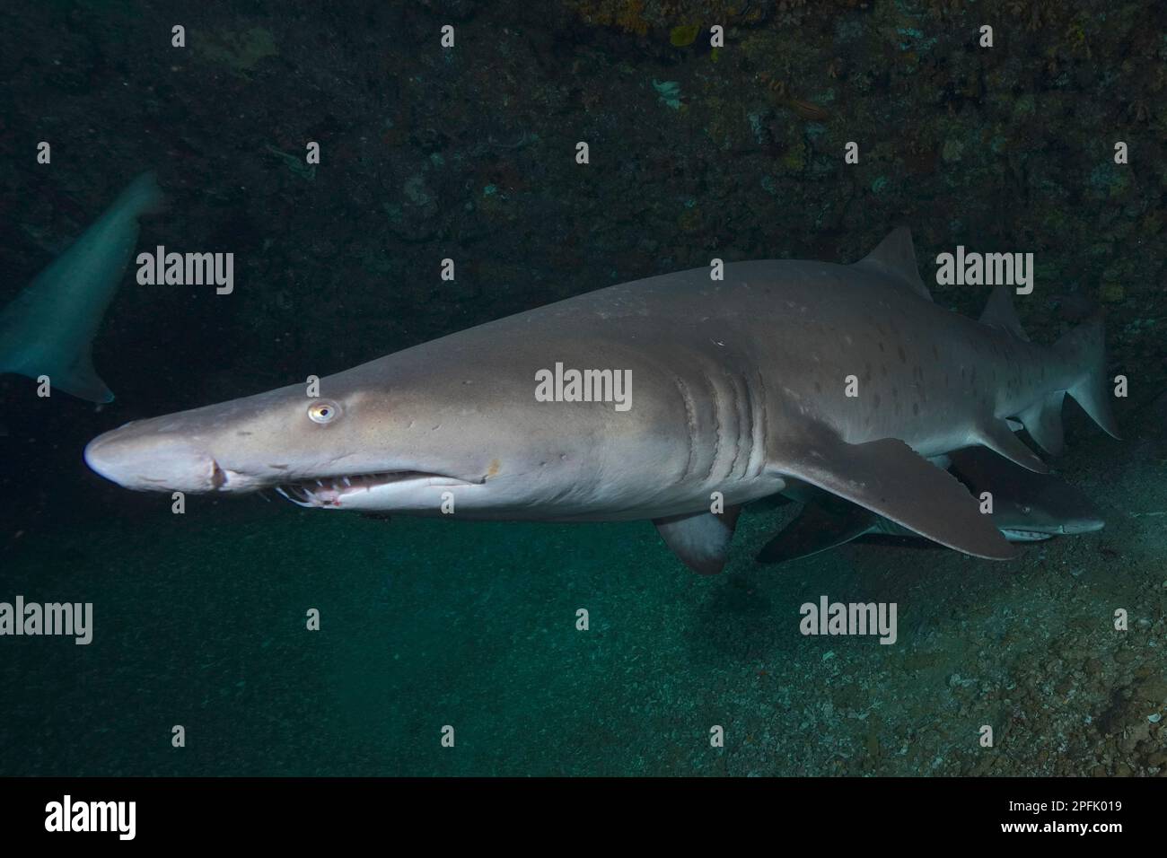 South African Sand Shark