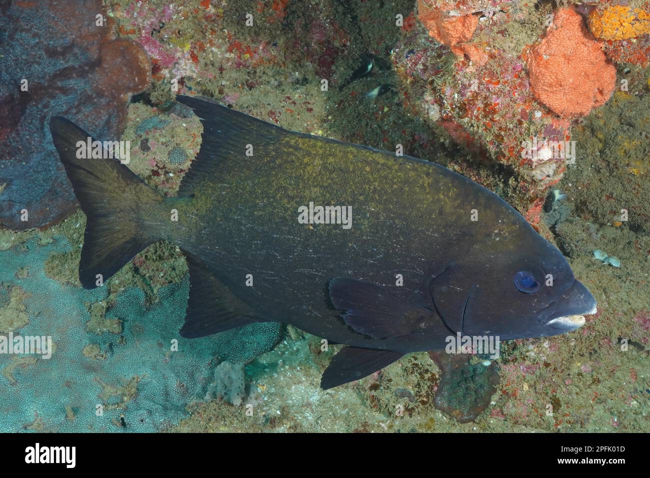 Natal billfish (Oplegnathus robinsoni), perch, endemic. Dive site ...