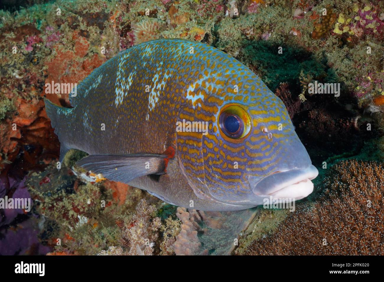 Orange-spotted sweetlips (Plectorhinchus flavomaculatus), Sodwana Bay ...