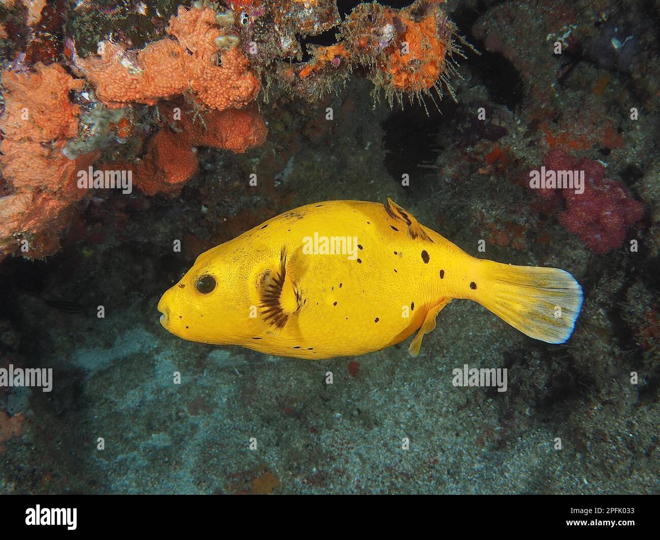 Guineafowl puffer (Arothron meleagris), yellow variant, Sodwana Bay ...