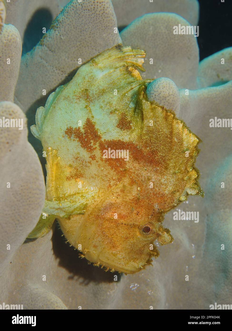 African Leaf Fish Compatibility