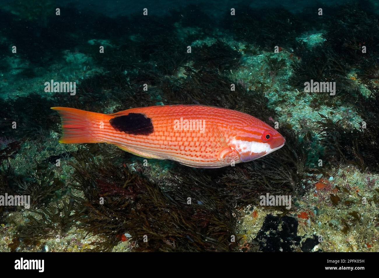 Saddleback pig wrasse (Bodianus bilunulatus), Aliwal Shoal dive site ...
