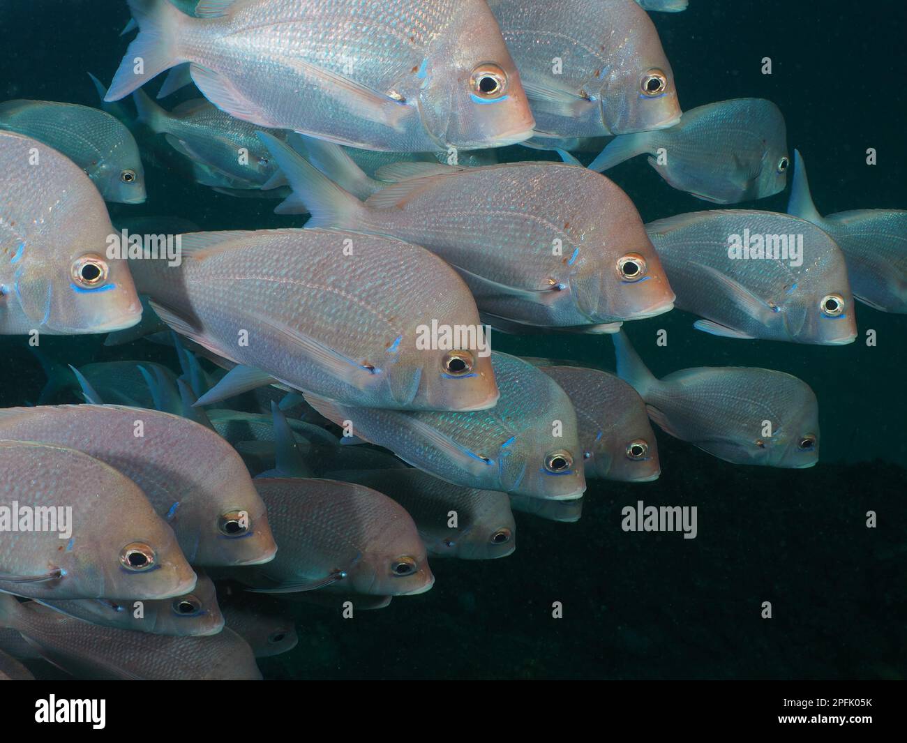 Group, shoal of Slinger sea bream (Chrysoblephus puniceus), Sodwana Bay ...