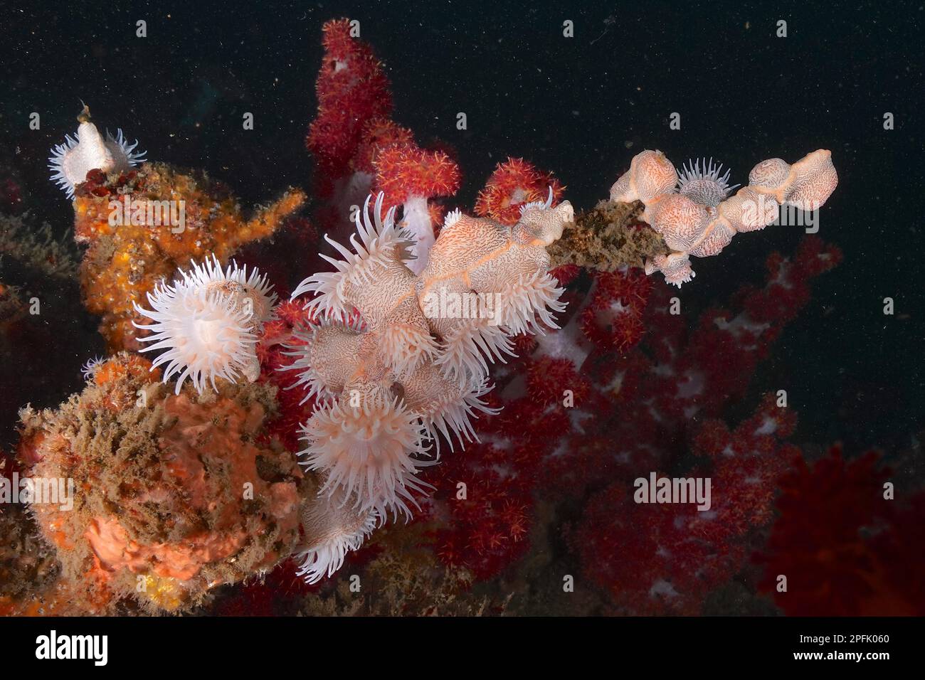 Tiger anemone, gorgonian wrapper (Nemanthus annamensis), Aliwal Shoal ...