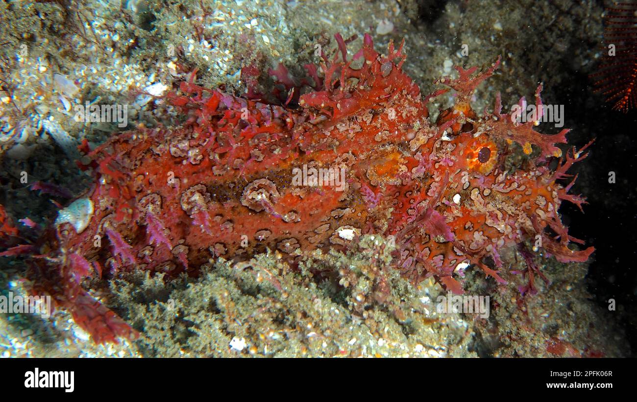 Popeyed scorpionfish (Rhinopias frondosa), Sodwana Bay National Park ...
