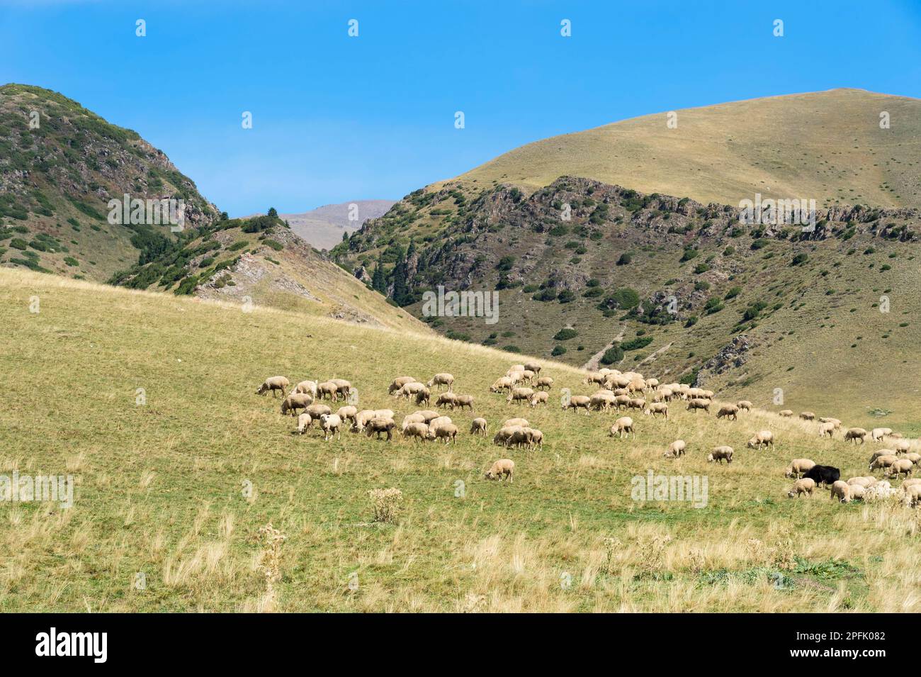 Grazing sheep, Ile-Alatau National Park, Tien Shan Mountains, Assy ...