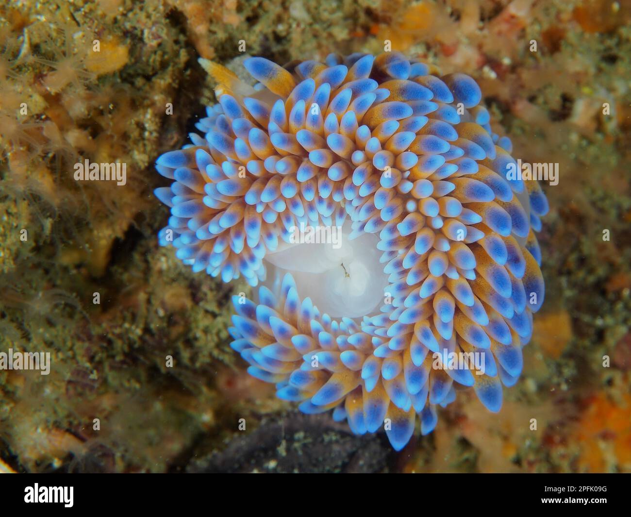 Silvertip nudibranch (Janolus capensis), False Bay dive site, Cape of ...