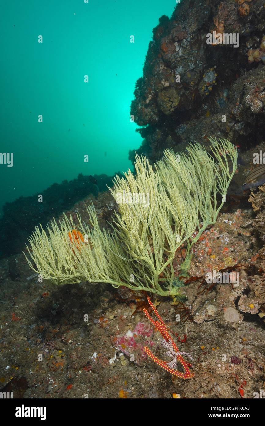 Green shrub gorgonian (Rumphella), Aliwal Shoal dive site, Umkomaas ...