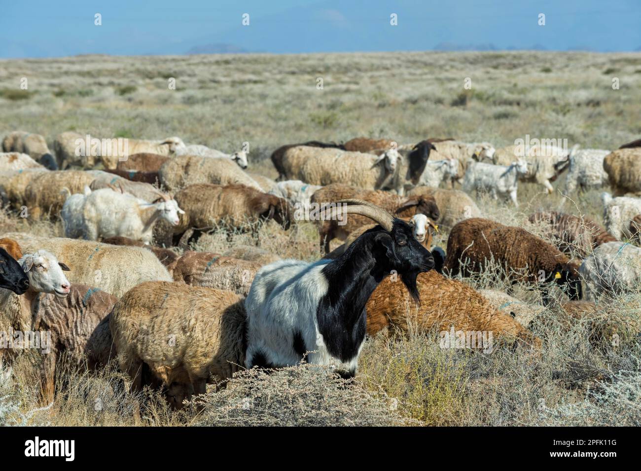 Sheep and goat herd, Tien Shan Mountains, Kazakhstan Stock Photo - Alamy