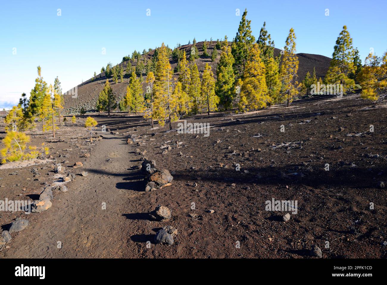 Hiking trails and Canary Island pines (Pinus canariensis) in volcanic ...