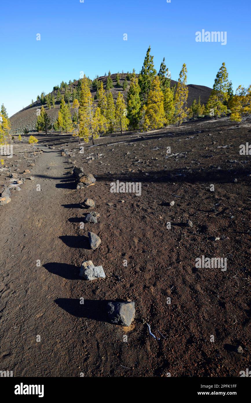 Hiking trails and Canary Island pines (Pinus canariensis) in volcanic ...