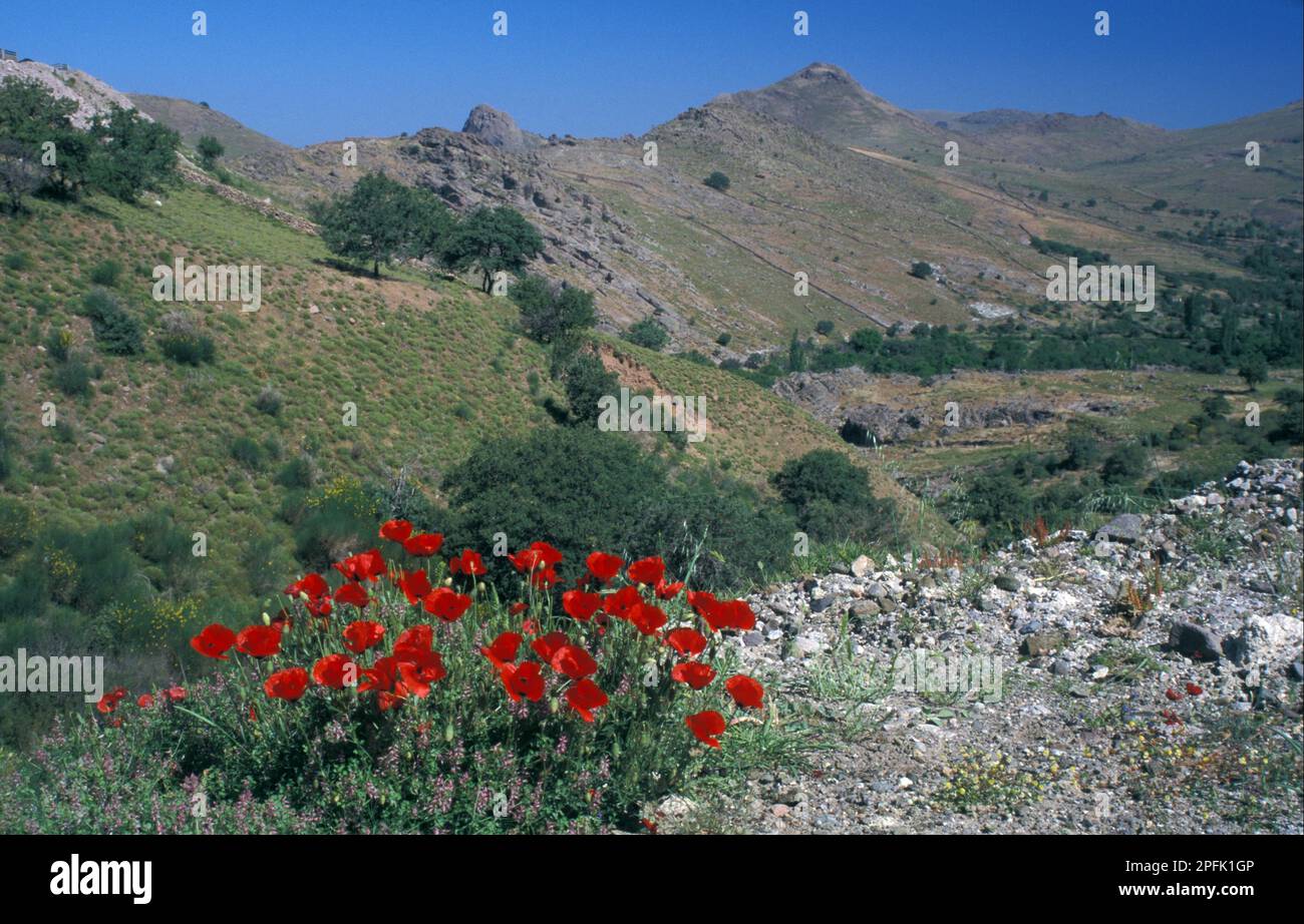 Poppy flowers (Papaver rhoeas), poppy, poppy flower, poppy family, Corn ...