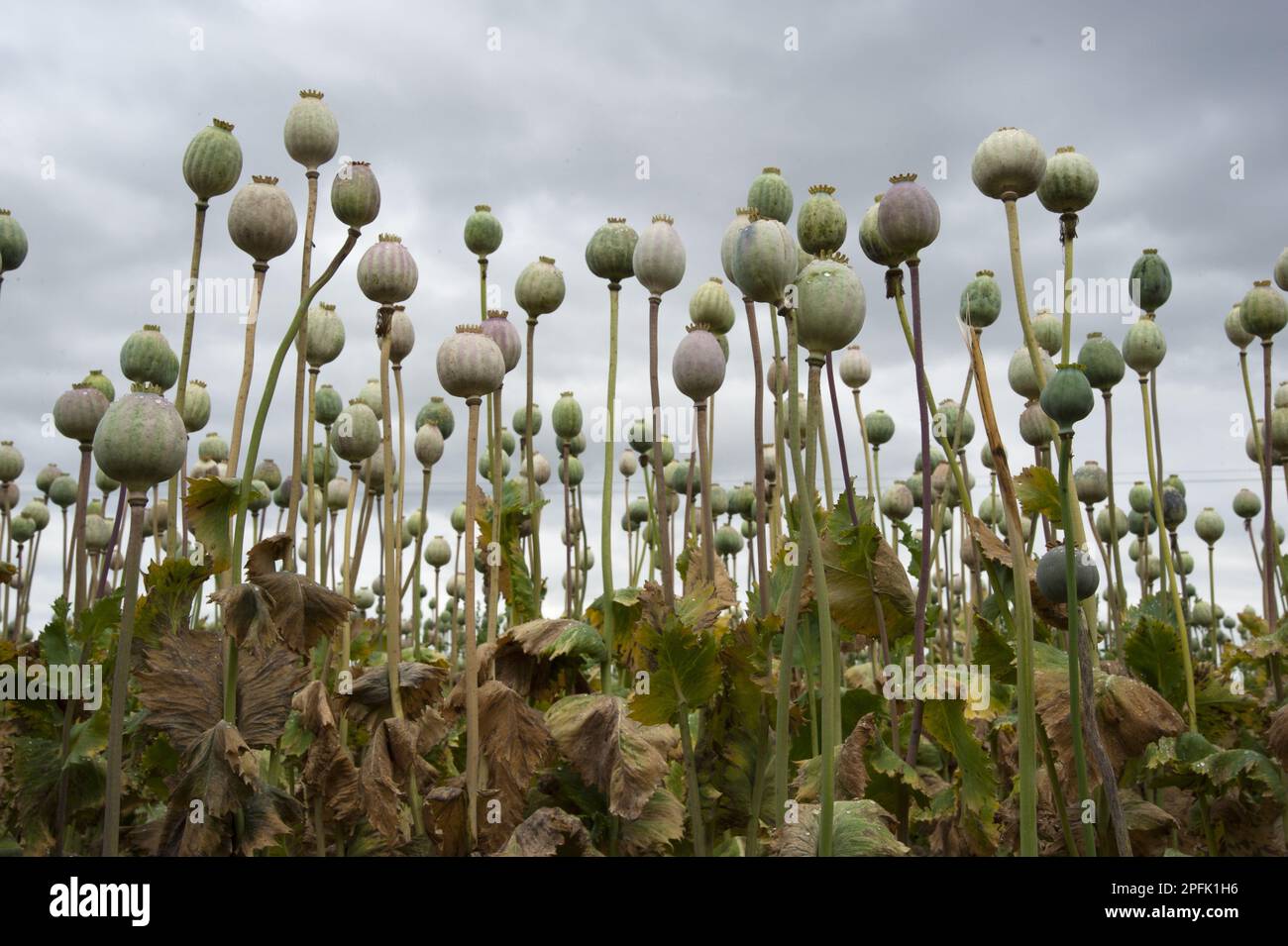Cultivation of opium poppy (Papaver somniferum), seed pods in the field ...