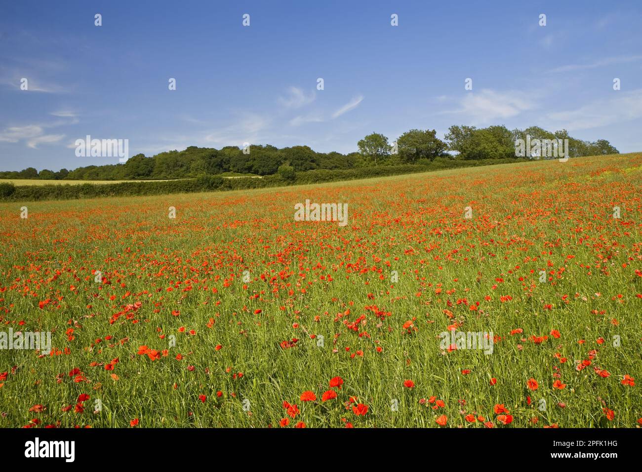 Corn Poppy (Papaver rhoeas) flowering mass, growing in recently sown ...