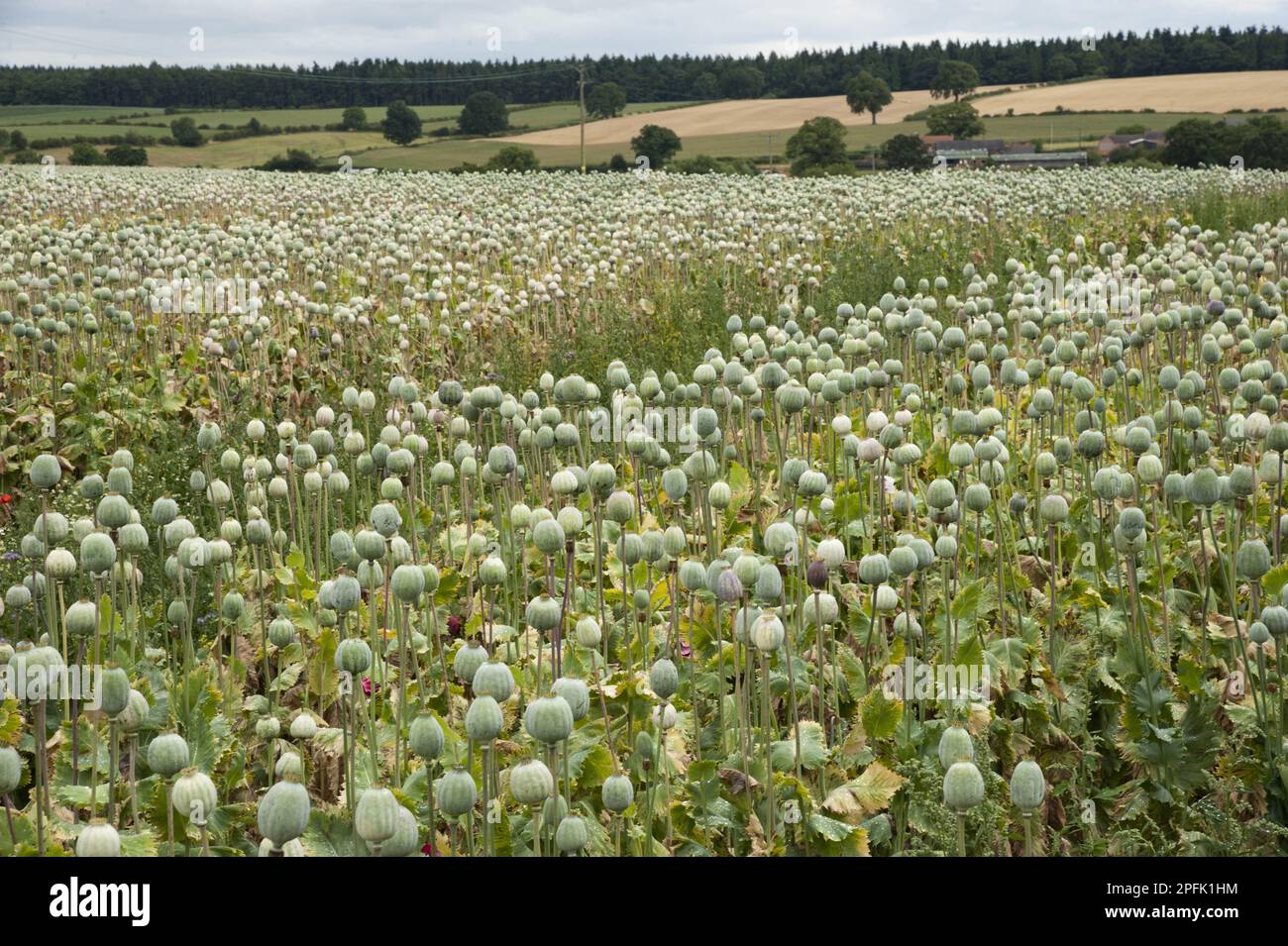 Opium poppy (Papaver somniferum), field-grown seed pods, commercially ...