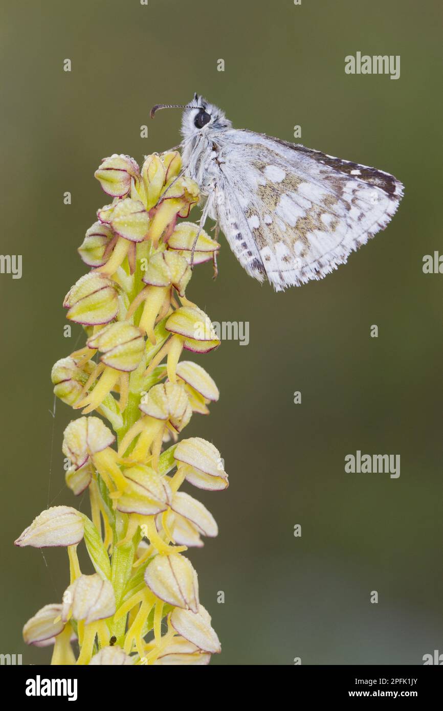 Safflower Skipper (Pyrgus carthami) adult, roosting on Man Orchid ...