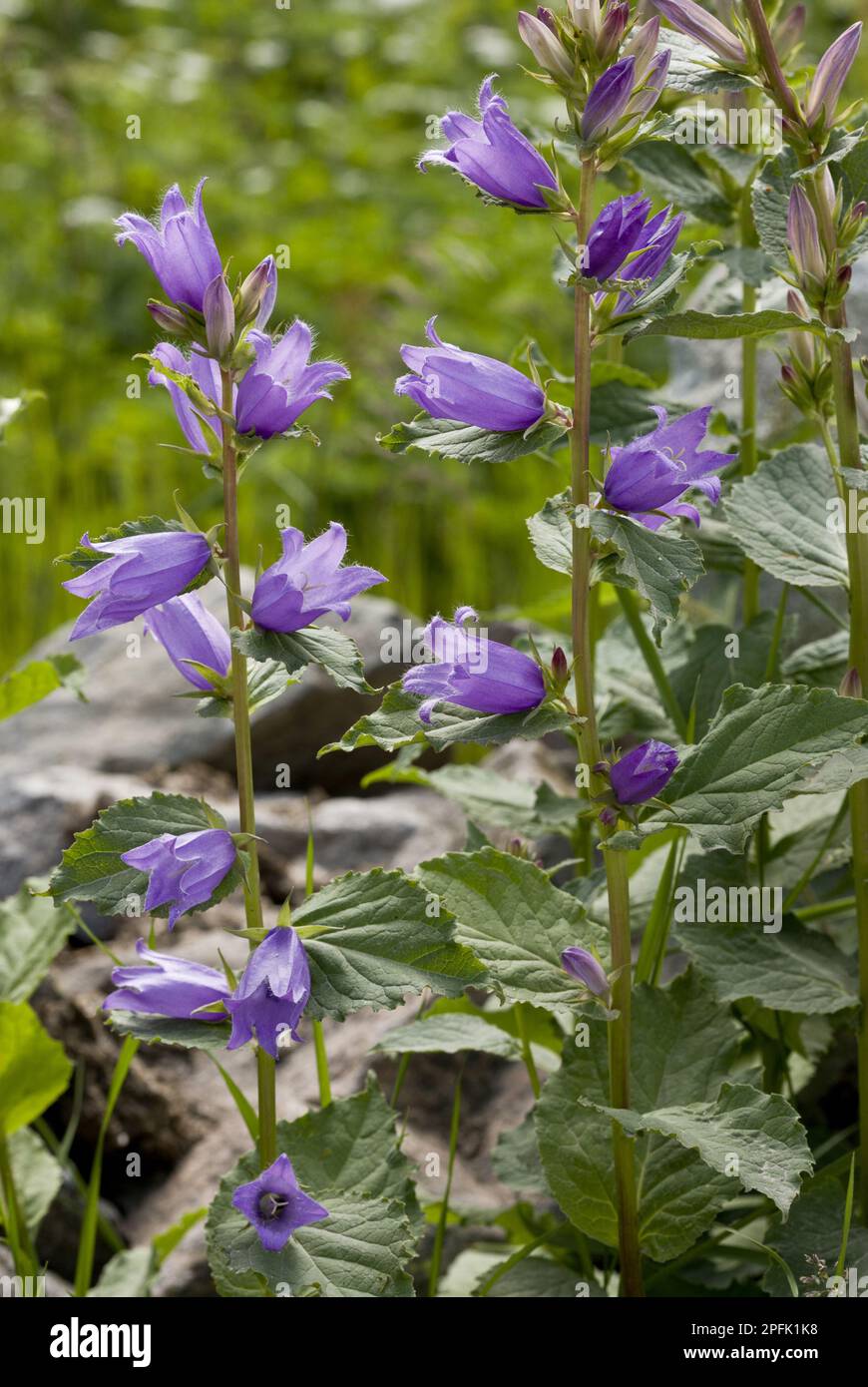 Giant Bellflower (Campanula latifolia) flowering, Pontic Mountains ...