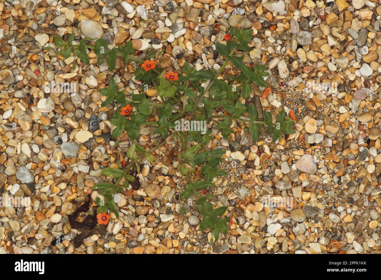 Scarlet Pimpernel (Anagallis arvensis) flowering, growing on shingle ... Scarlet Pimpernel (Anagallis arvensis) flowering, growing on shingle ...