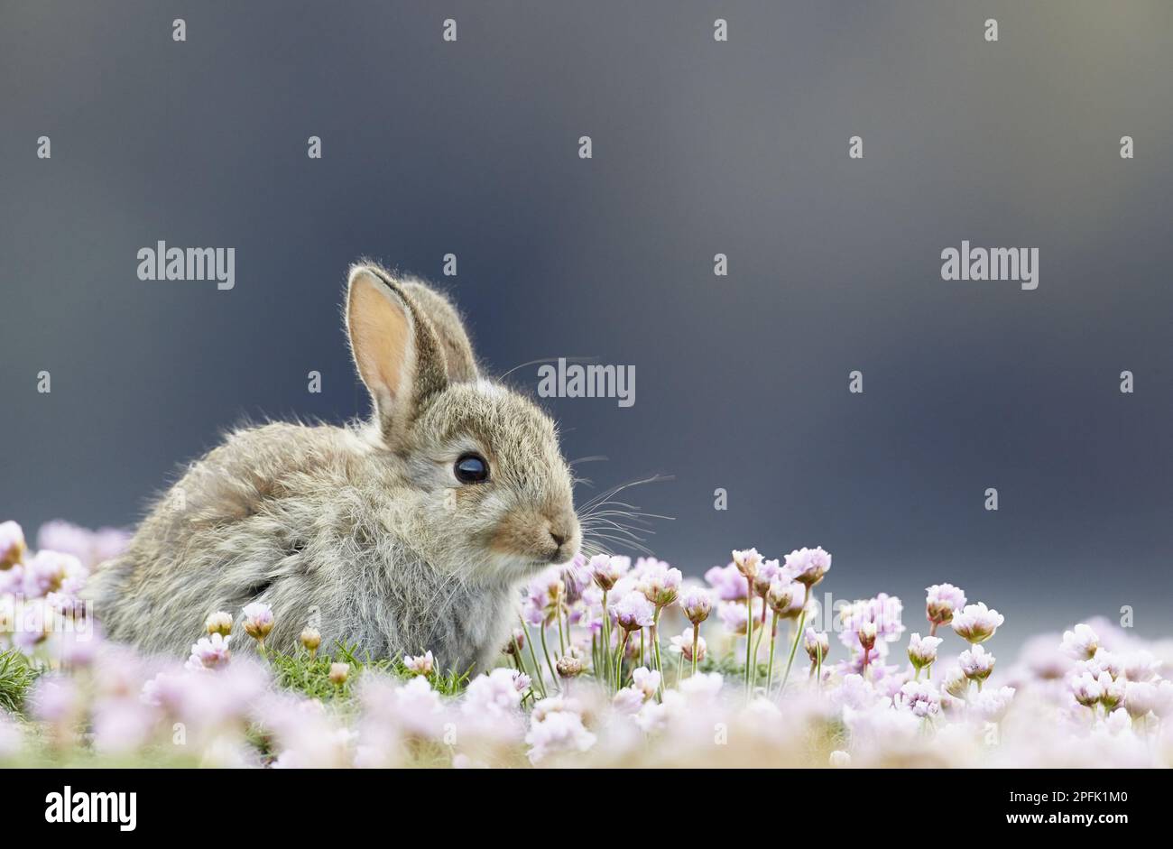 European rabbit (Oryctolagus cuniculus), young, sitting among sea ...