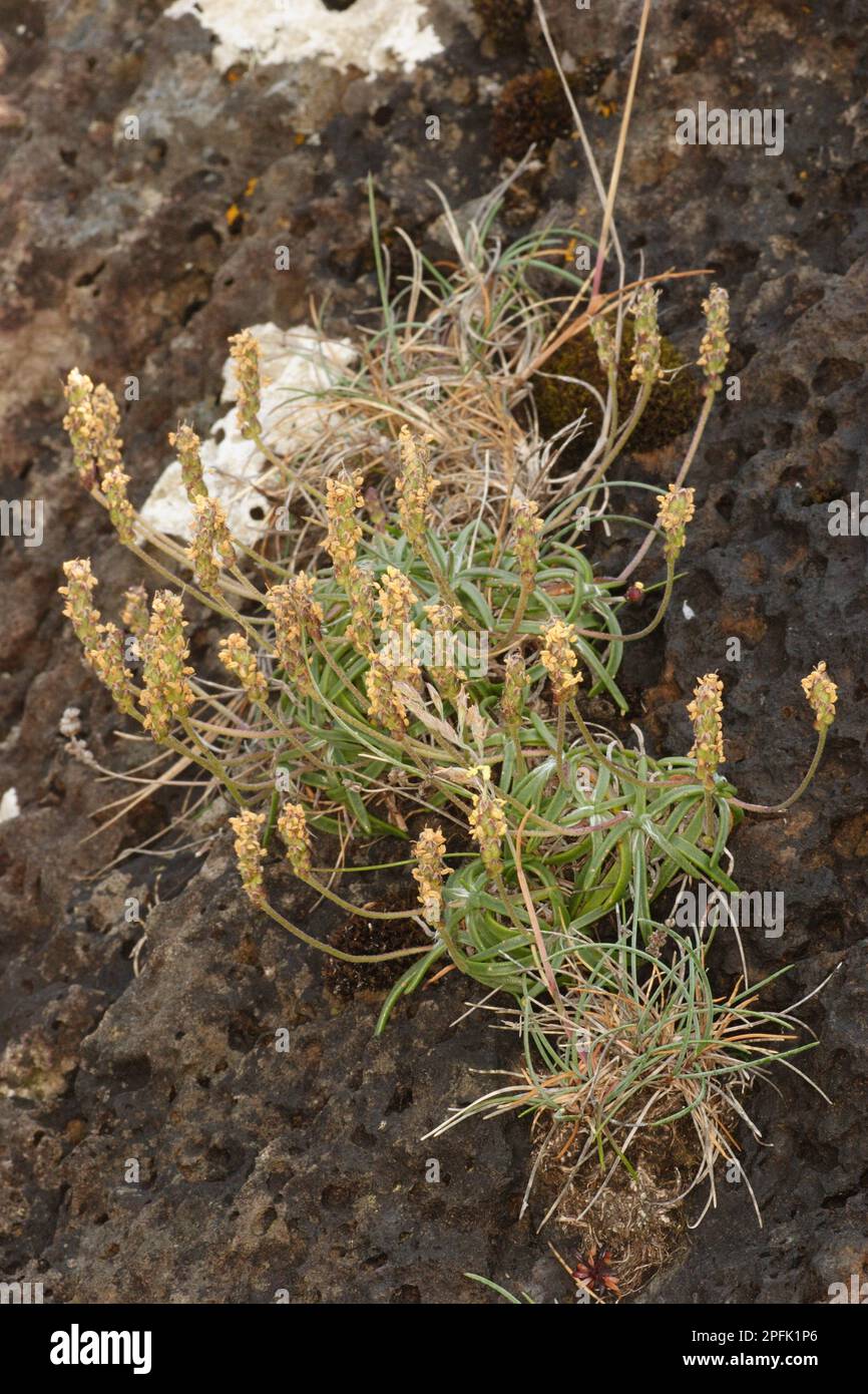 Sea Plantain (Plantago maritima) flowering, growing on rocky shore ...