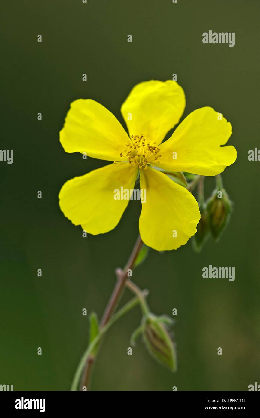Yellow sunflower, common sunflower, common sunflower, sun anemone ...