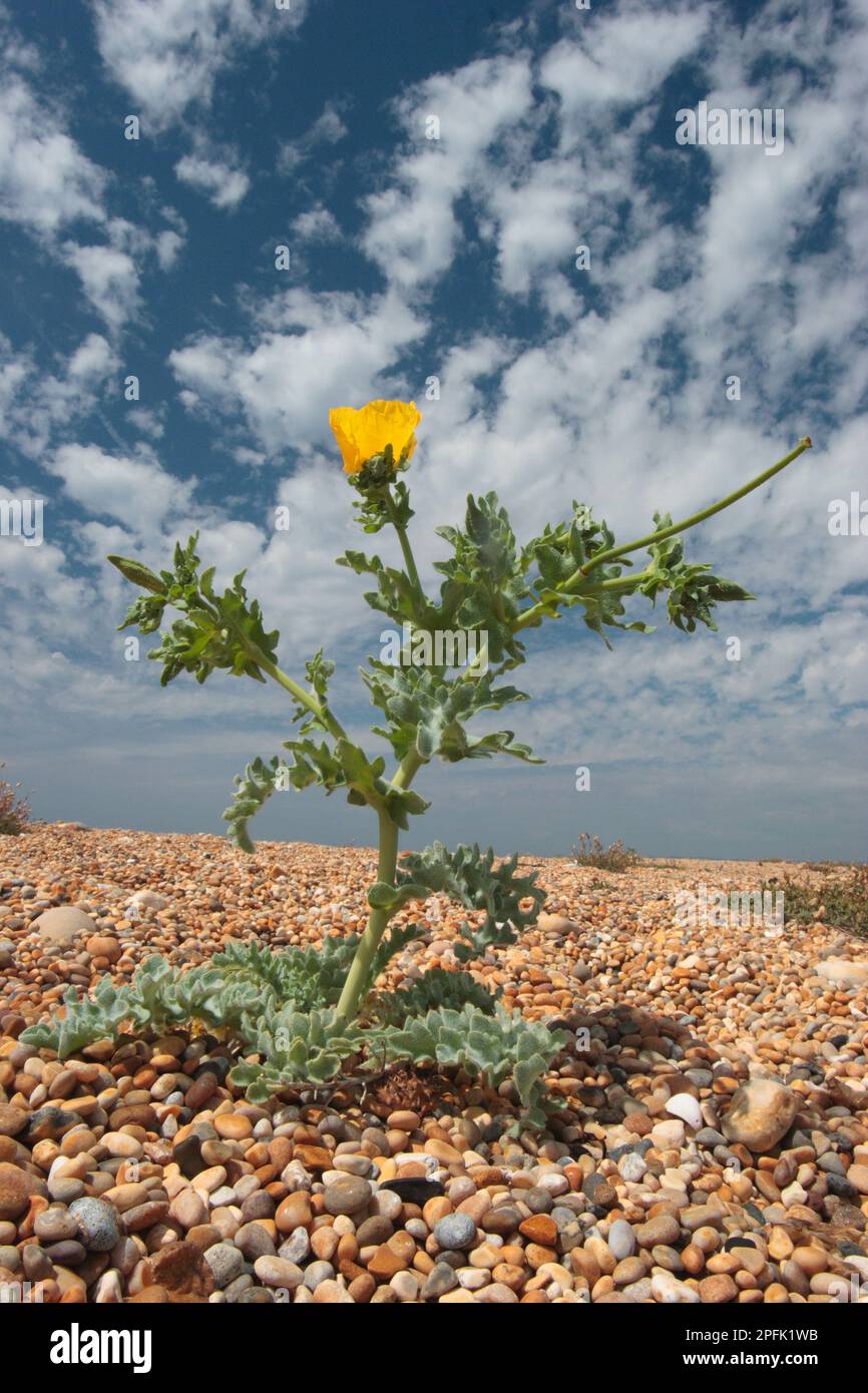 Yellow-horned Poppy (Glaucium flavum) flowering, growing on shingle ...