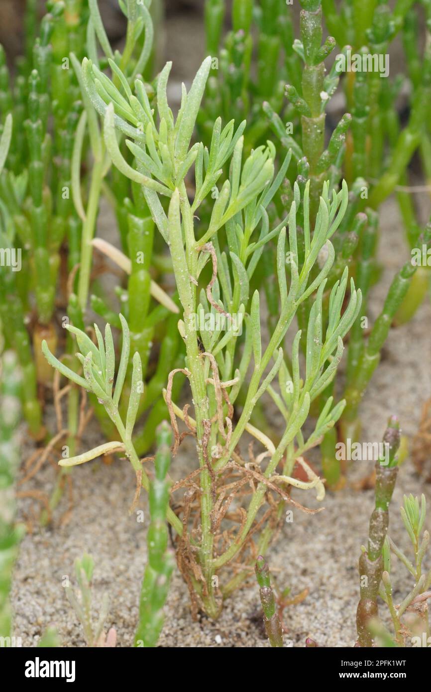 Annual Sea-blite (Suaeda maritima) with Glasswort (Salicornia sp ...
