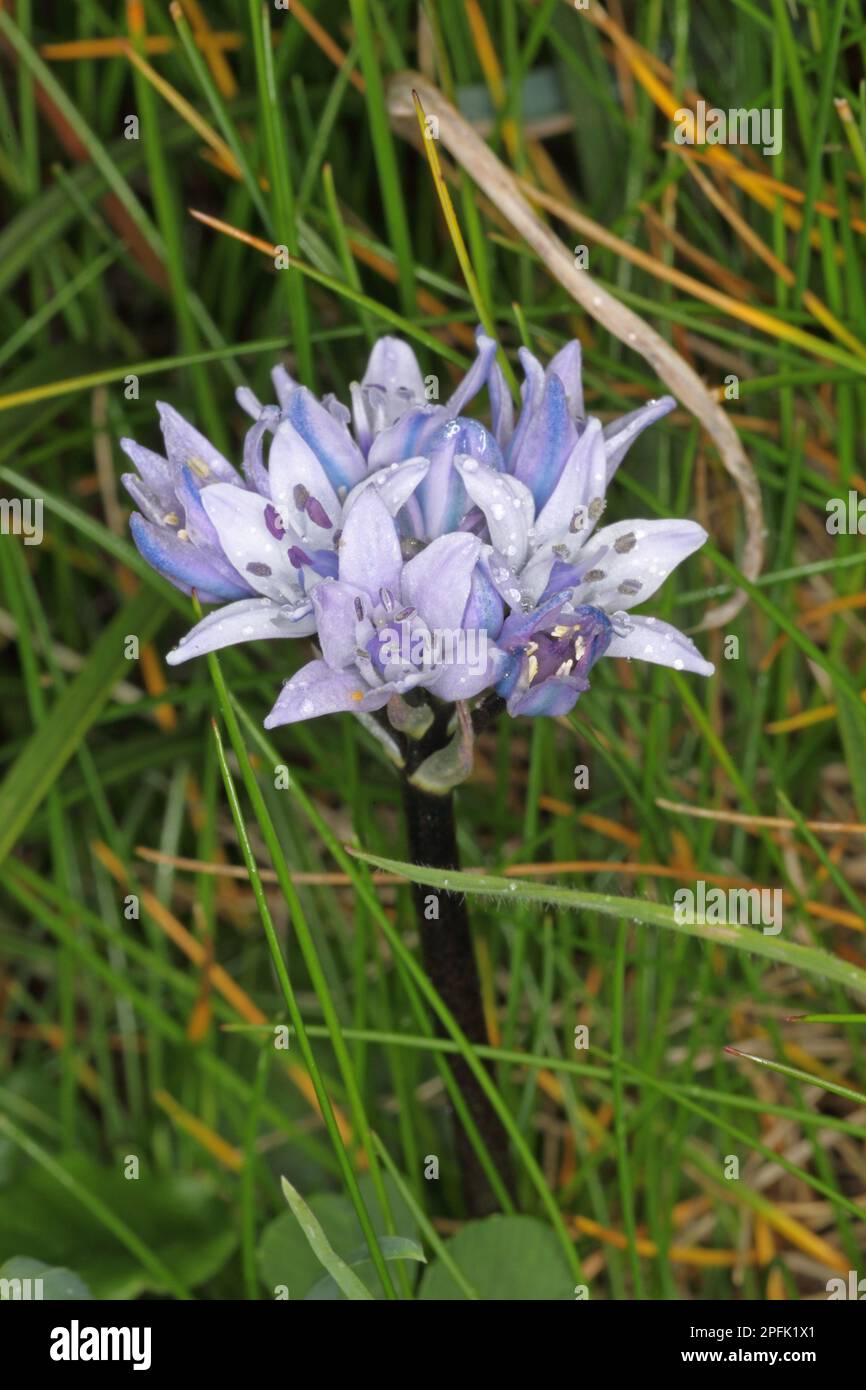 Spring Squill (Scilla verna) flowering, growing on coastal grassland ...