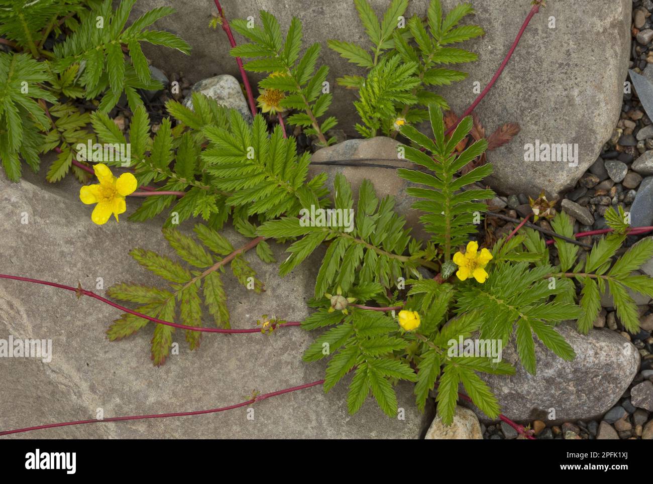 Common Silverweed (Potentilla anserina) flowering, growing on shingle ...